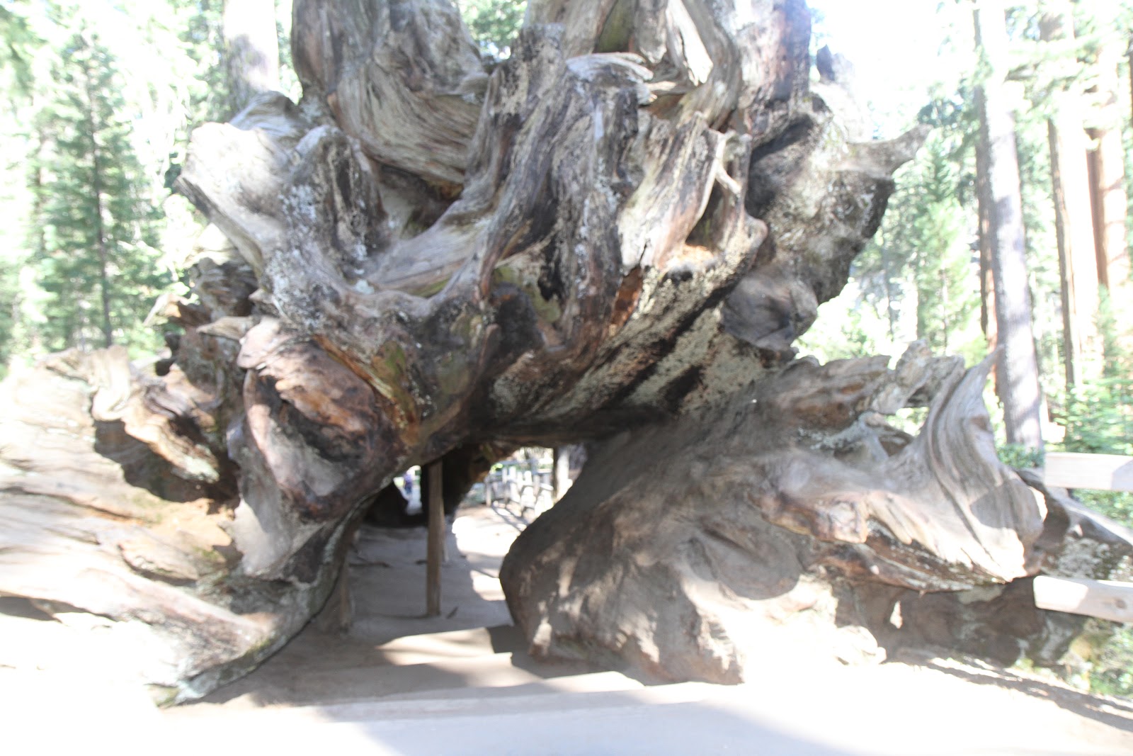 What I Learned From The Sequoia Tree - King Ministries International
