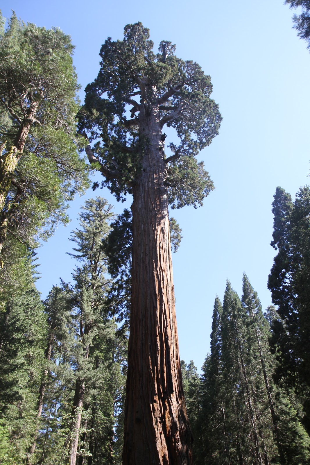 What I Learned From The Sequoia Tree - King Ministries International